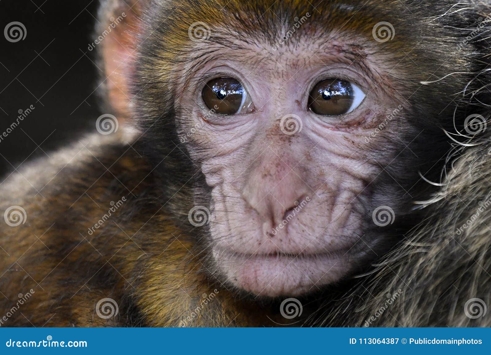 Face, Macaque, Mammal, Primate Picture. Image: 113064387