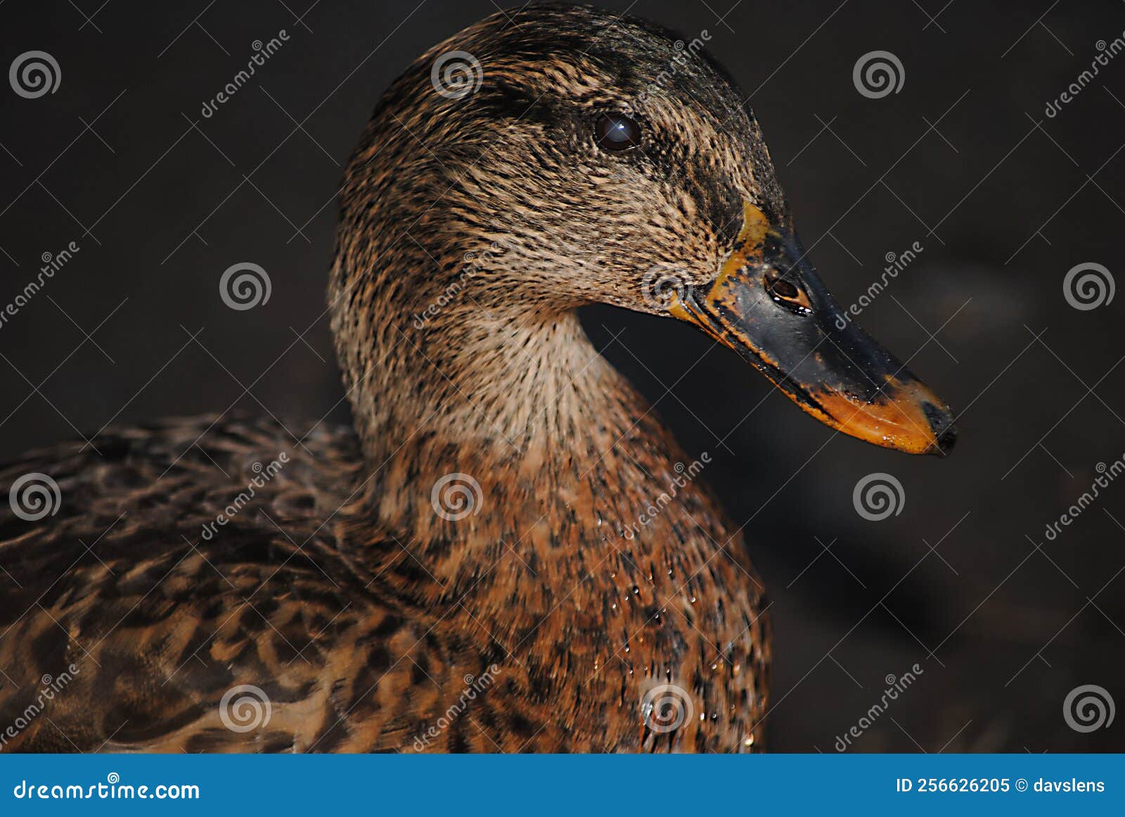Face of a mallard duck stock image. Image of mallard - 256626205