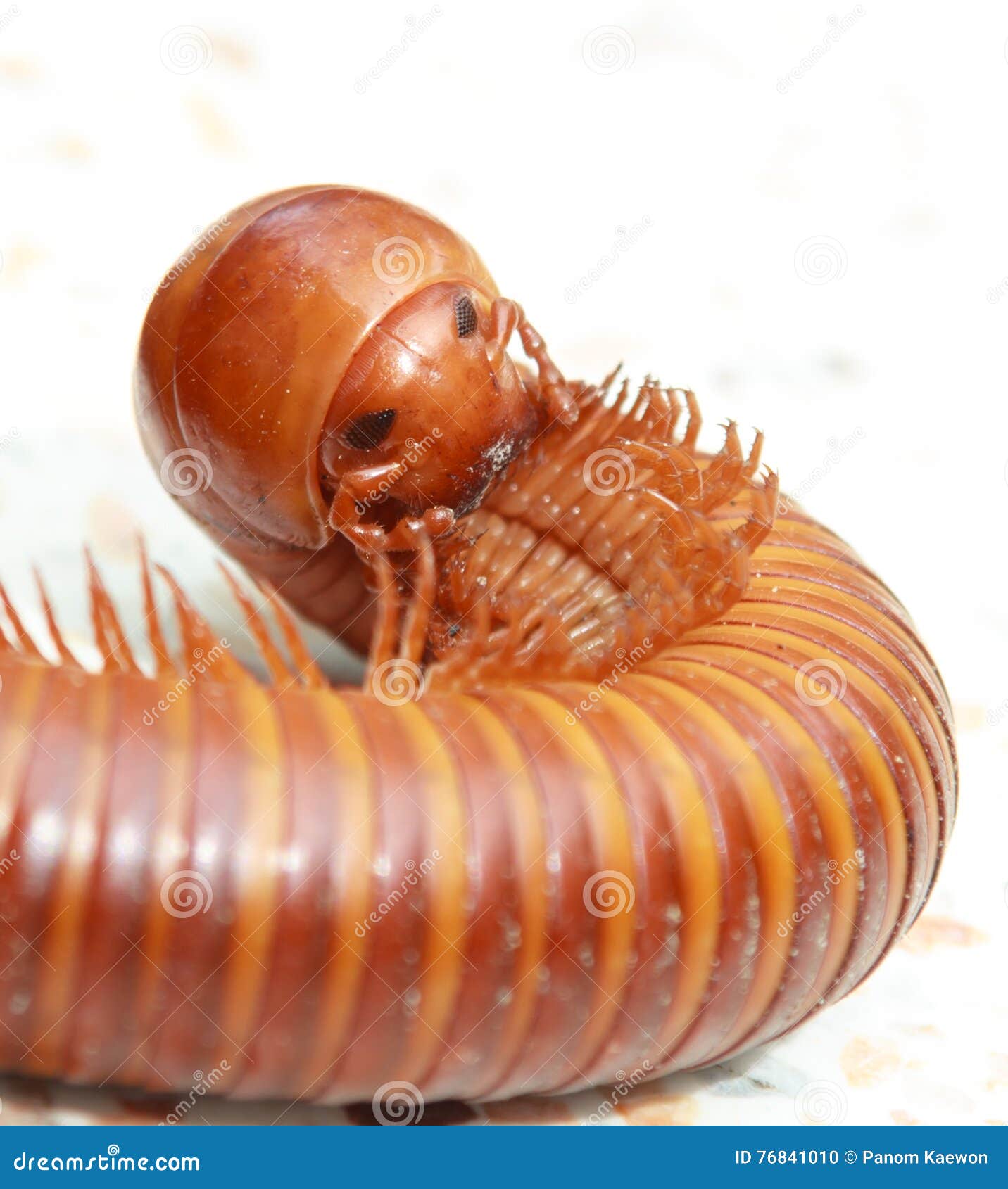 Face of Millipede stock photo. Image of save, insect - 76841010