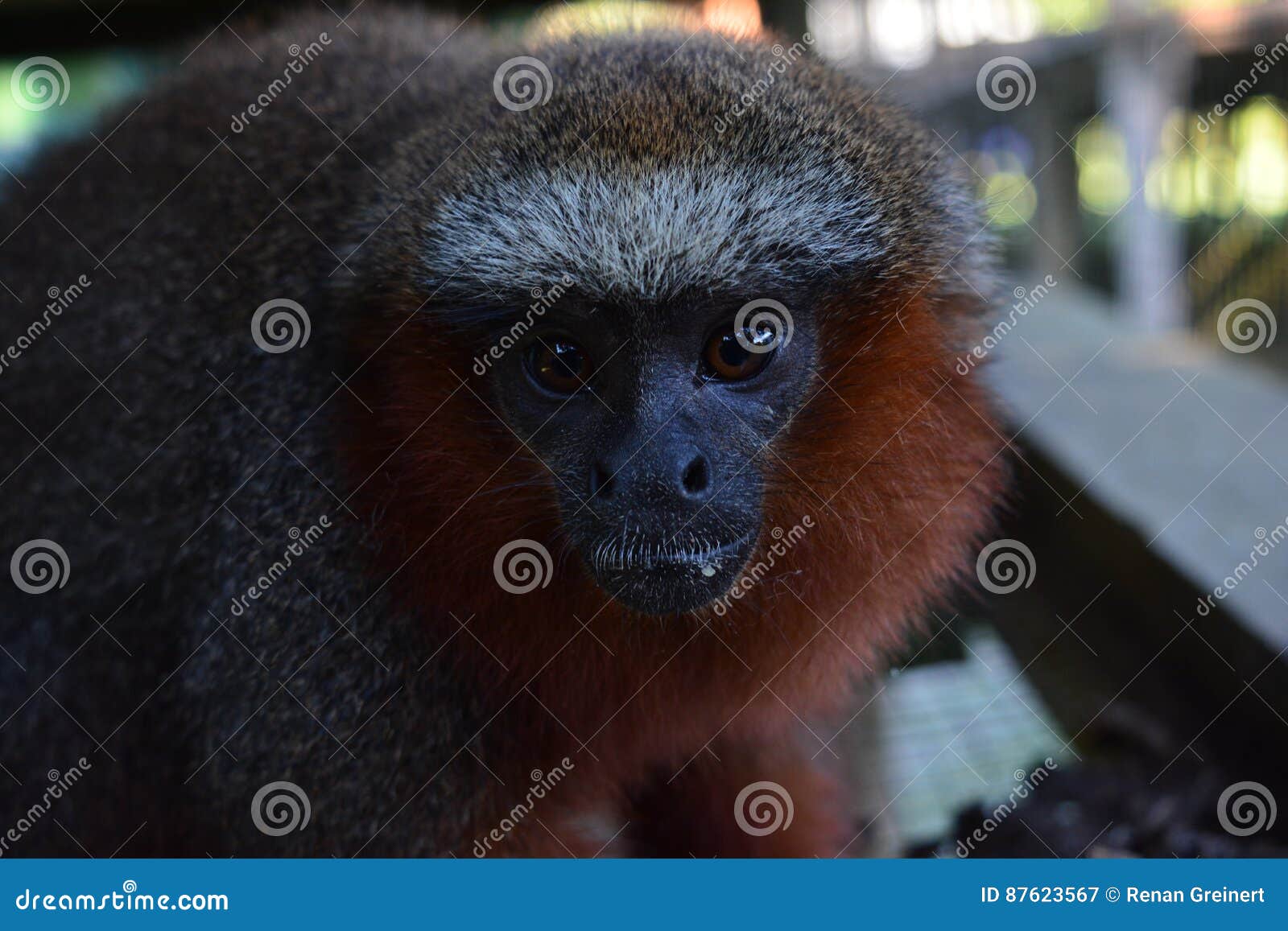Face of a Monkey at the Amazon Jungle, Peru Stock Image - Image of ...