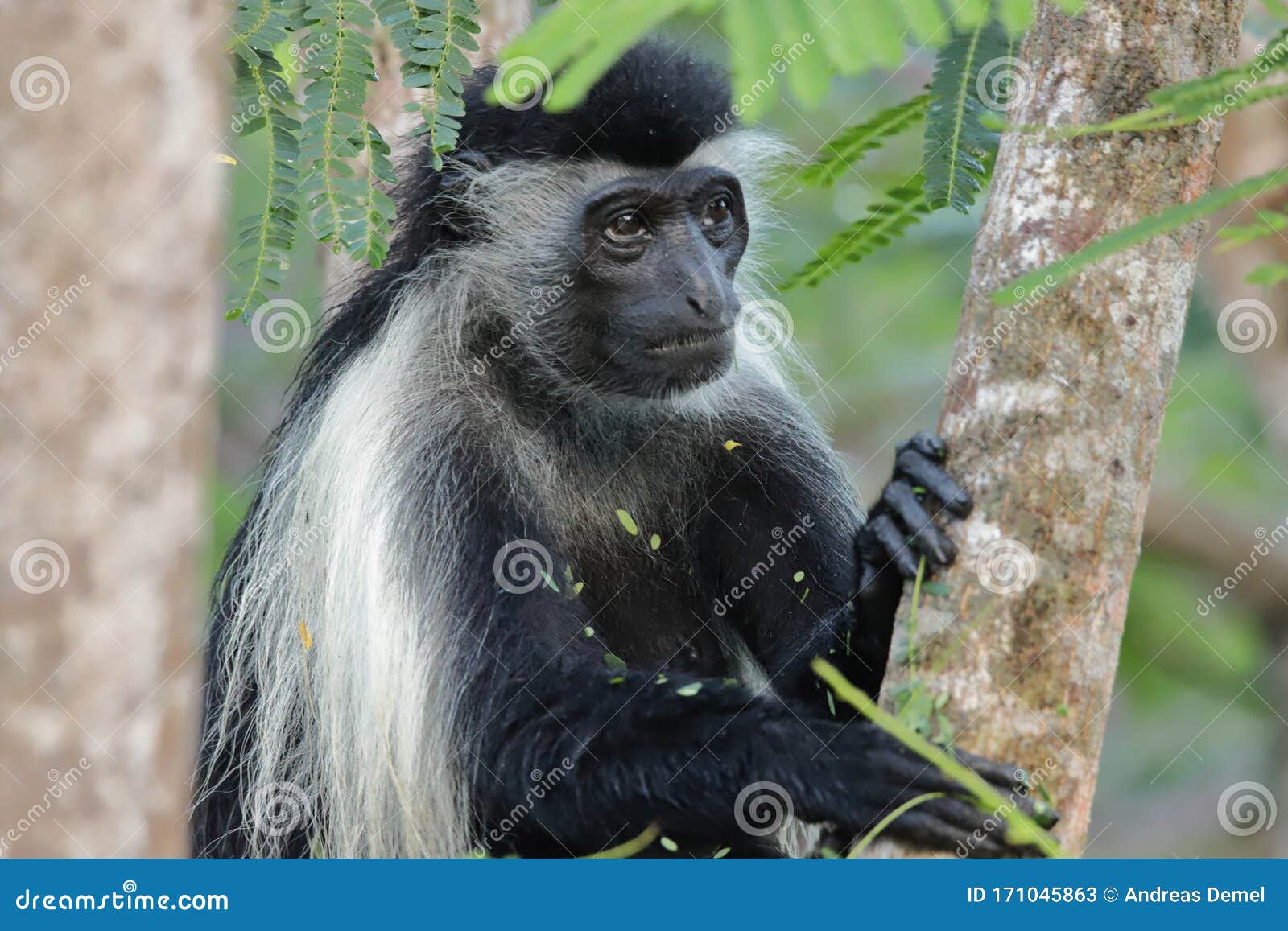 A Thoughtful Looking Colobus Monkey Sits in the Tree Stock Image ...