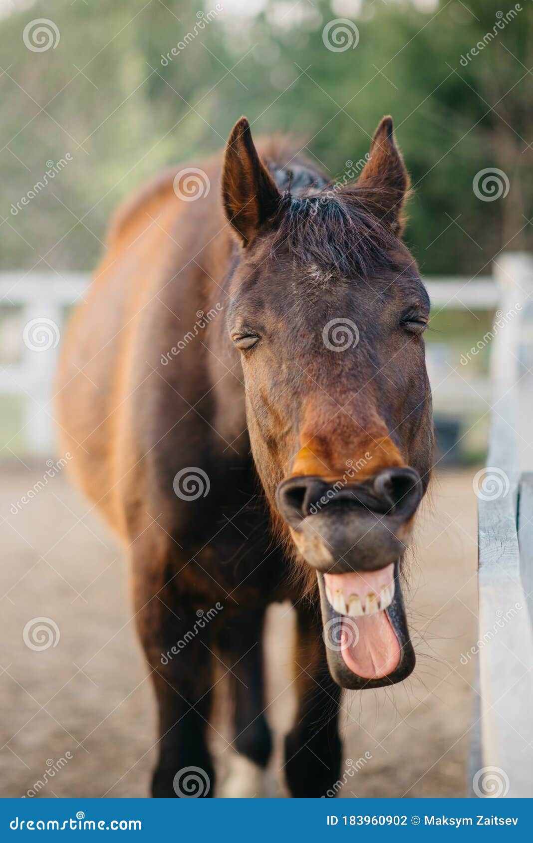 The Face of a Neighing Horse. Stock Photo - Image of care, oral: 183960902