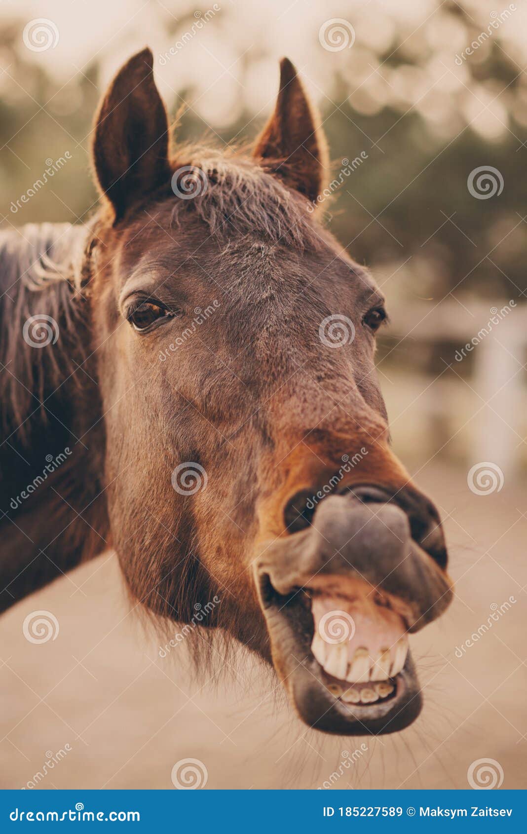 The Face of a Neighing Horse. Stock Image - Image of stained, irony ...