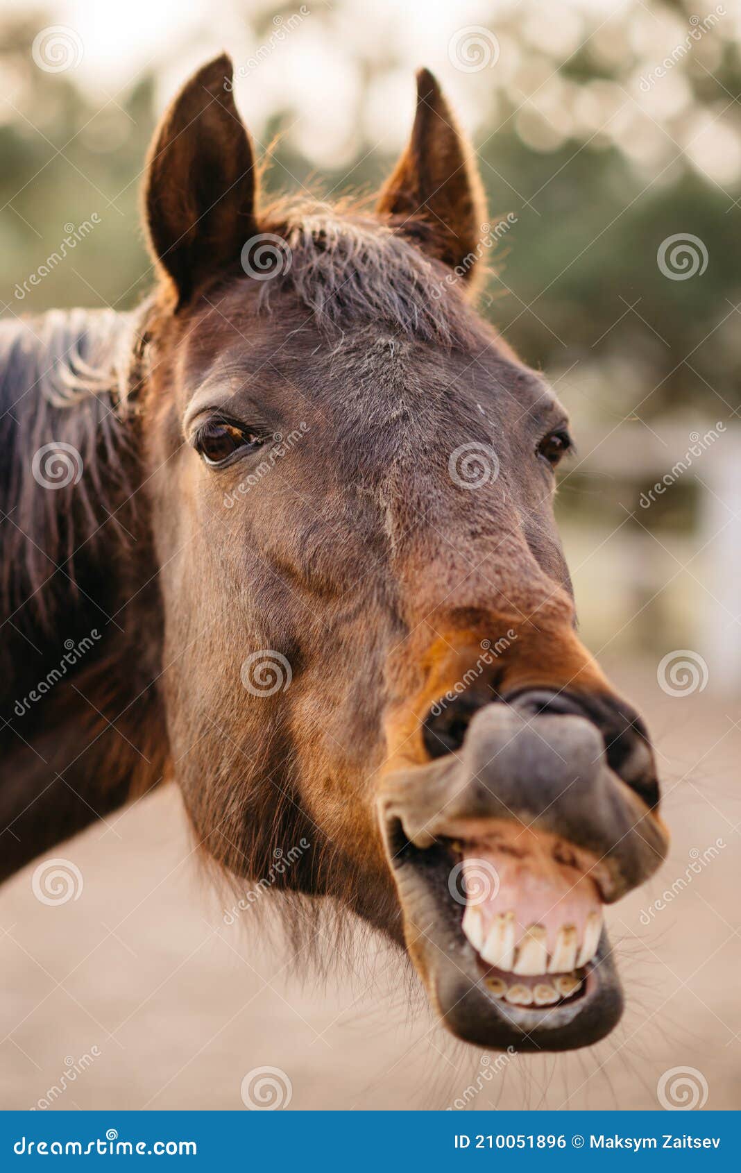 The Face of a Neighing Horse. Stock Photo - Image of dirty, hygiene ...
