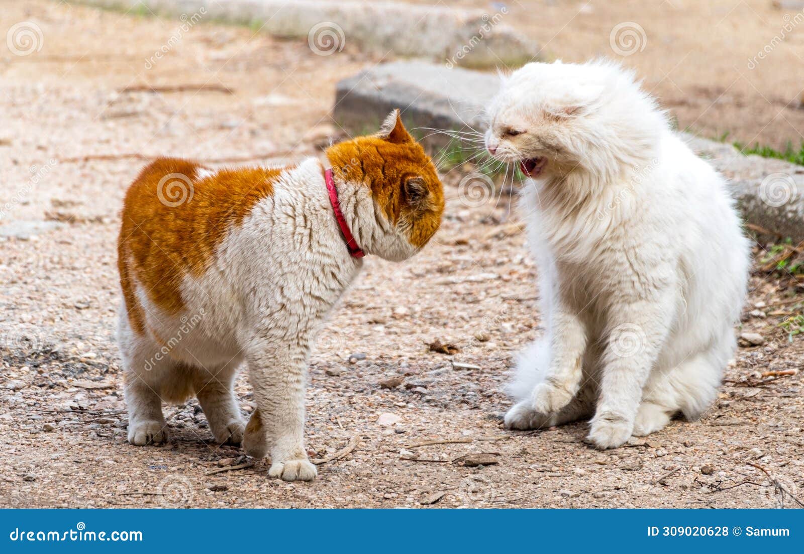 Face-off between two cats stock photo. Image of fight - 309020628