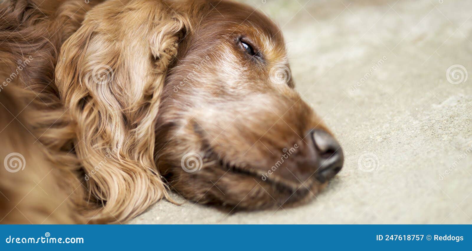 Face of an Old Beautiful Pet Dog Stock Image - Image of sleeping, irish ...
