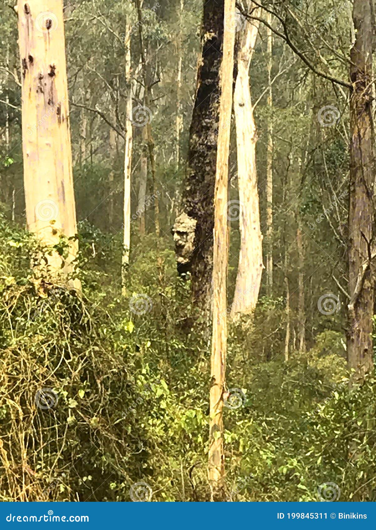 A Face of an Old Man in a Tree Stock Image - Image of brown, mouth ...
