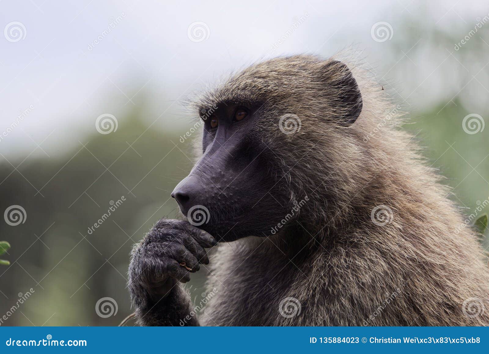 Face of an Olive Baboon Papio Anubis Stock Image - Image of awash ...