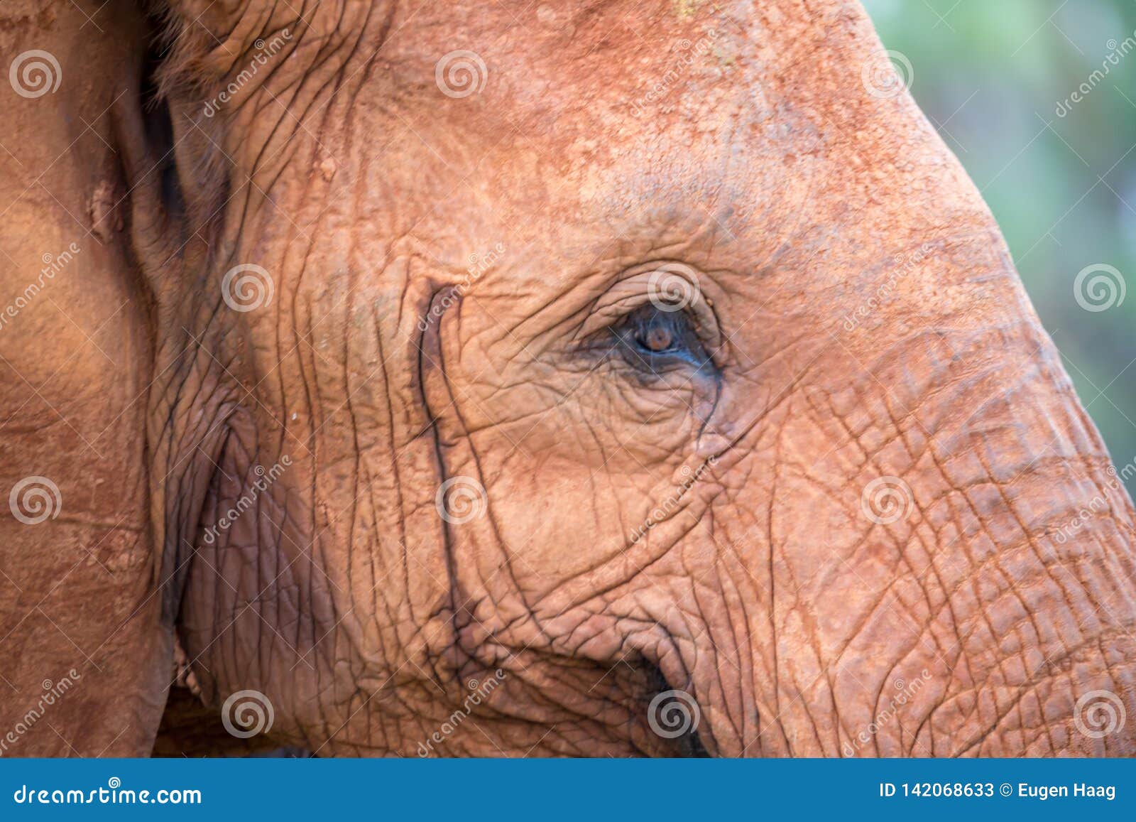 The Face of a Big Red Elephant Stock Image - Image of closeup ...