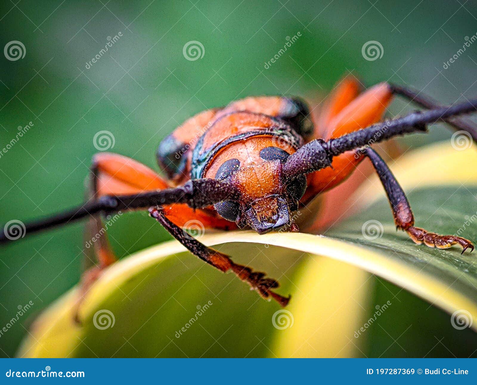 Orange Beetle On A Leaf Royalty-Free Stock Photo | CartoonDealer.com ...