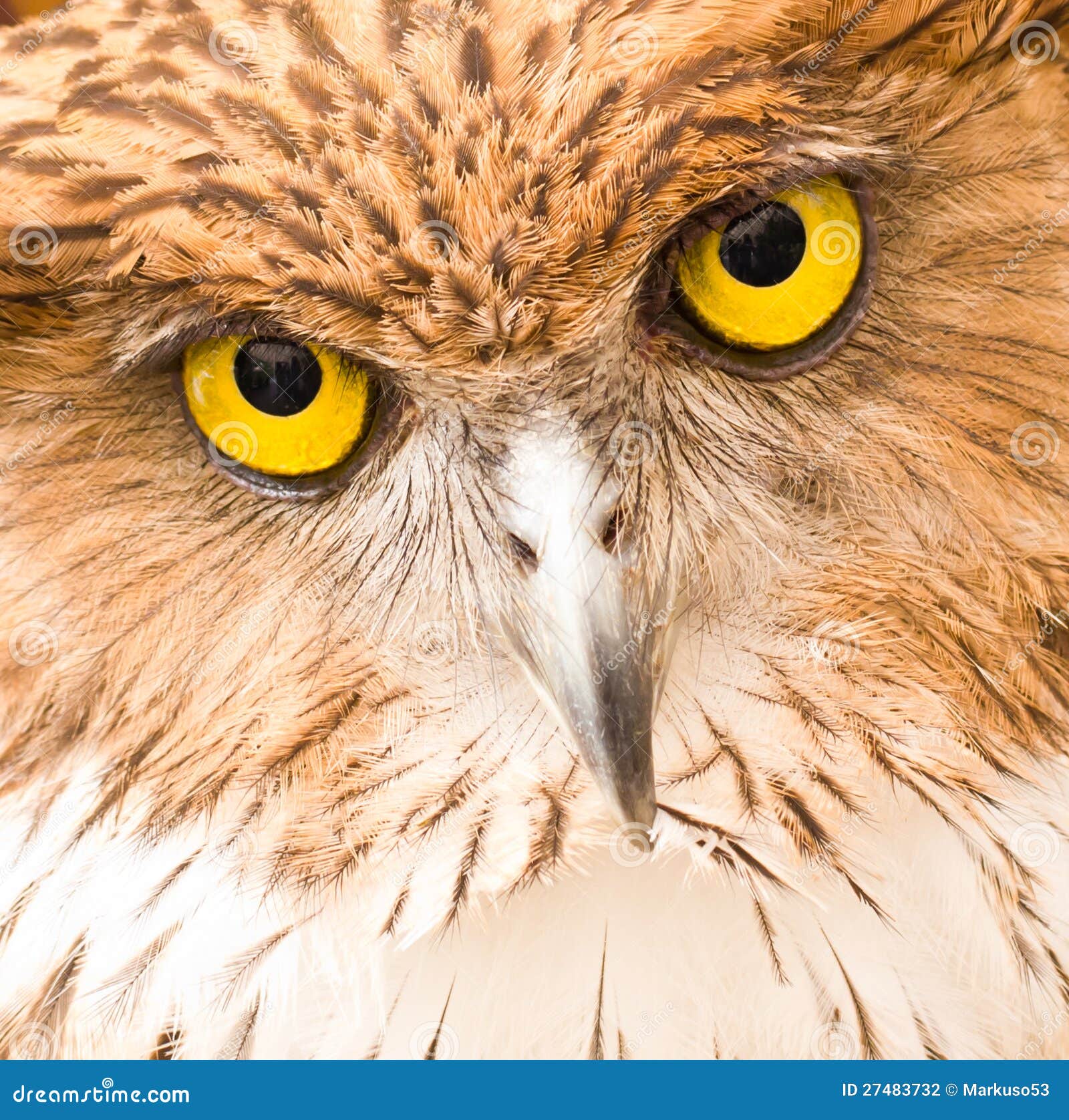 Face of Owl stock photo. Image of outdoors, wild, close - 27483732