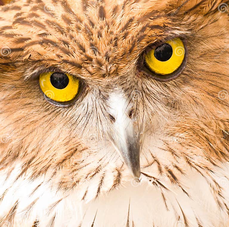 Face of Owl stock photo. Image of outdoors, wild, close - 27483732