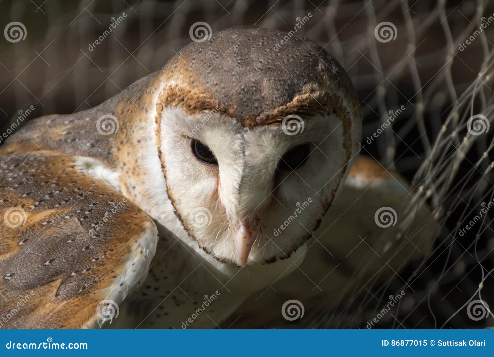 The face of owl stock image. Image of wing, ecology, asia - 86877015