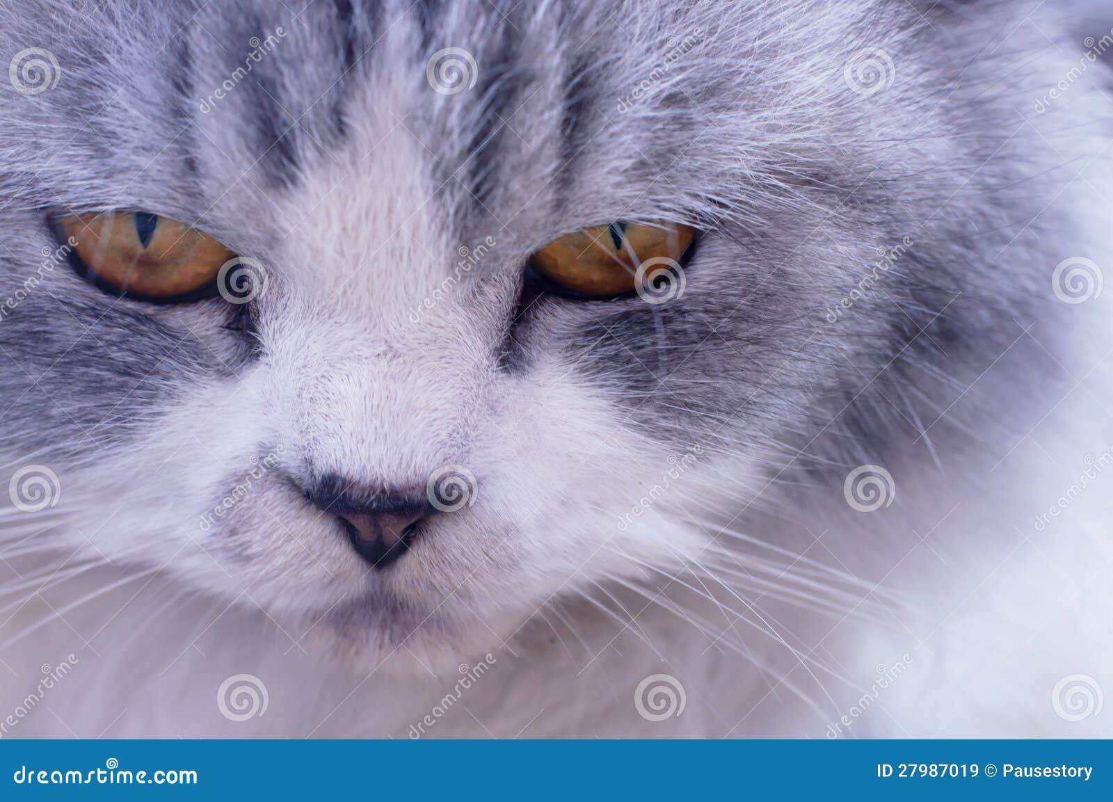 Face of Persian Angry Cat Close Up Stock Image - Image of animals, face ...