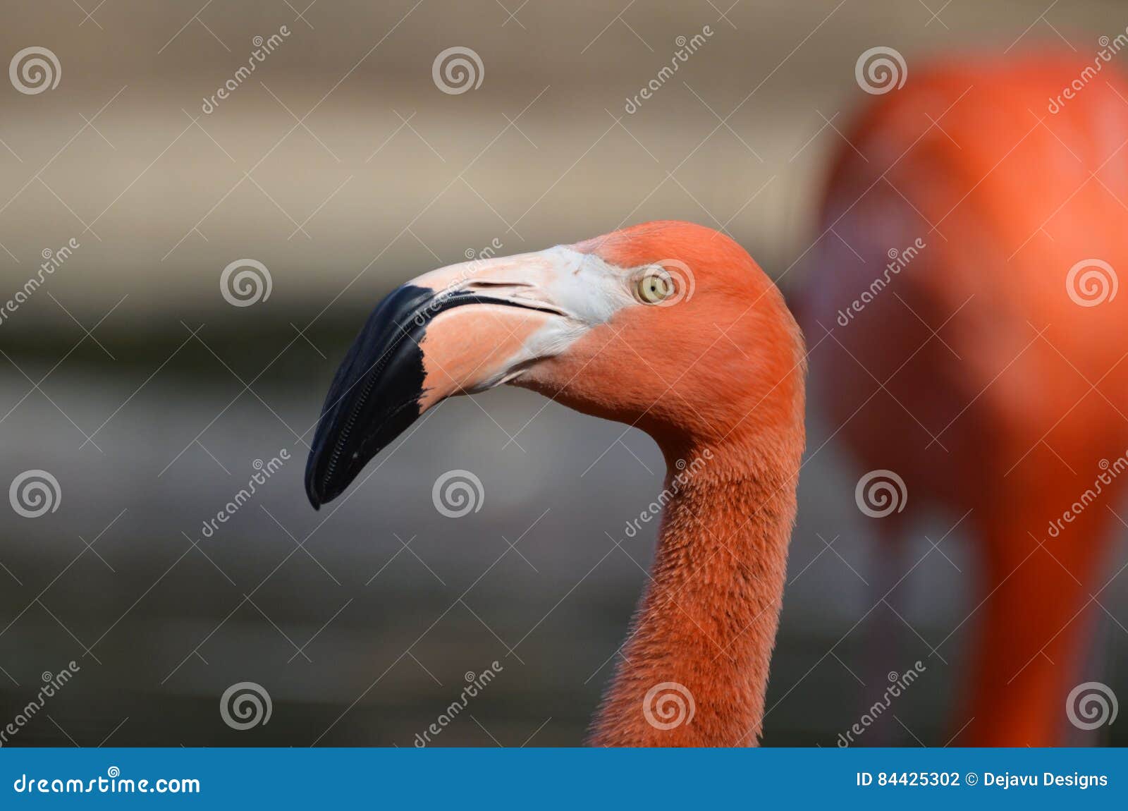 Face of a Pink Flamingo stock photo. Image of american - 84425302