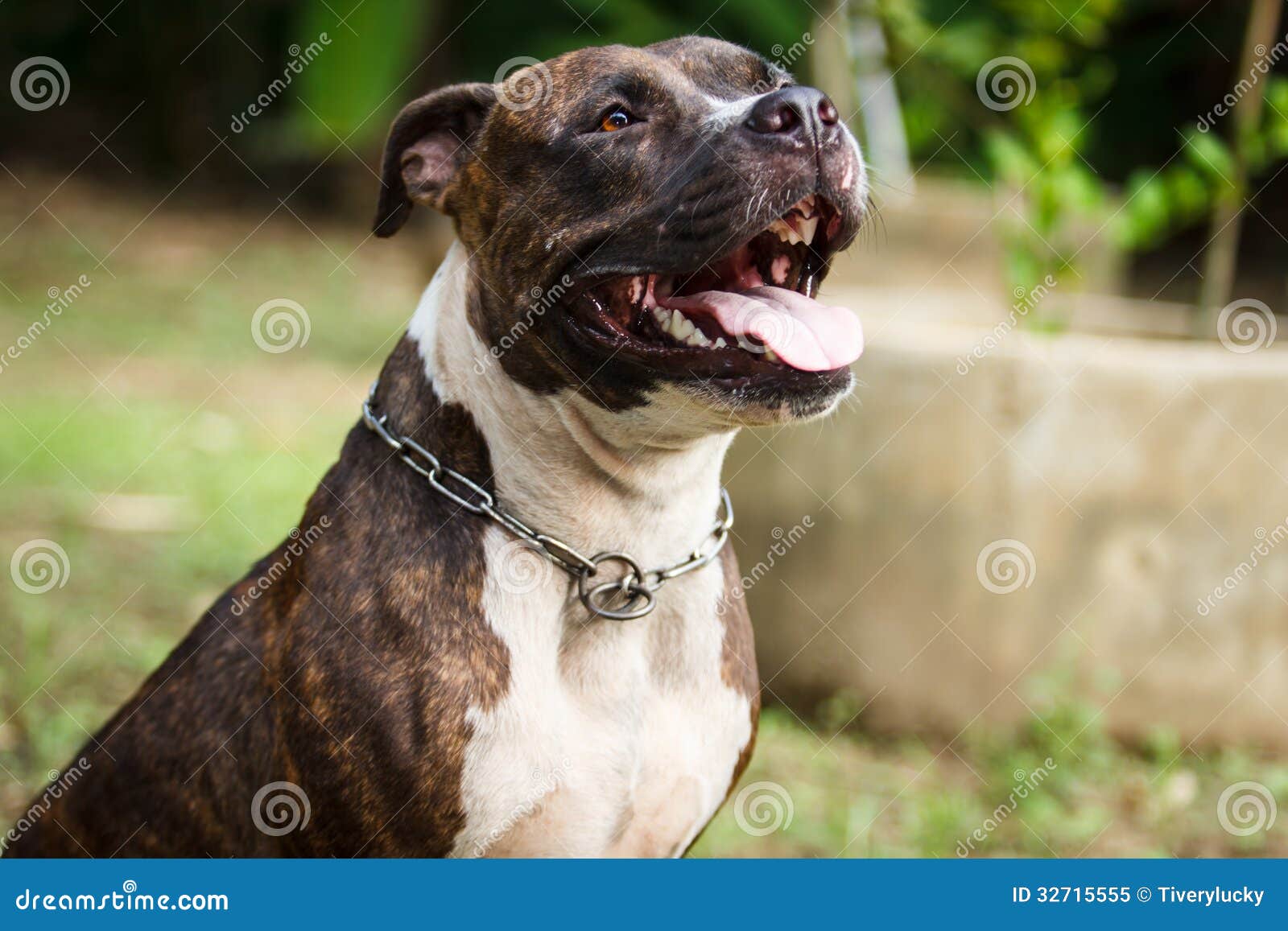 3,155 Face Pitbull Dog Stock Photos - Free & Royalty-Free Stock Photos ...
