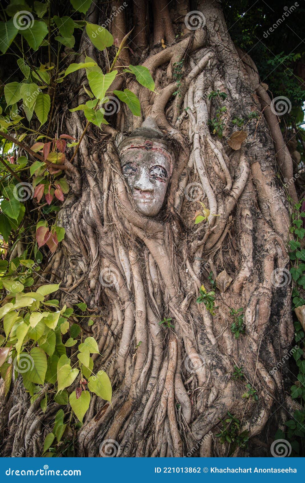 The Face of a Plaster Statue is Covered by Tree Roots in Savannakhet ...