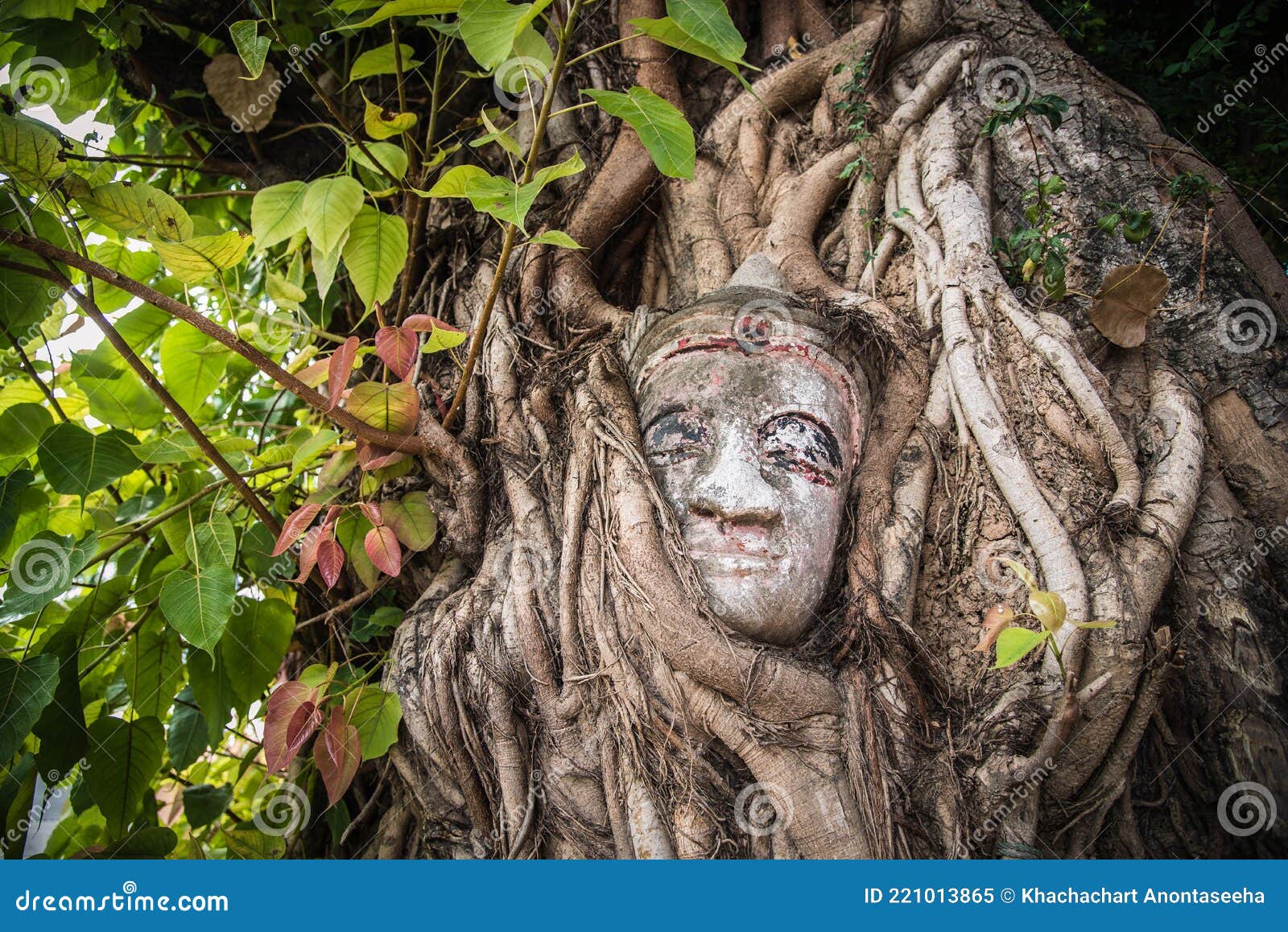 The Face of a Plaster Statue is Covered by Tree Roots in Savannakhet ...