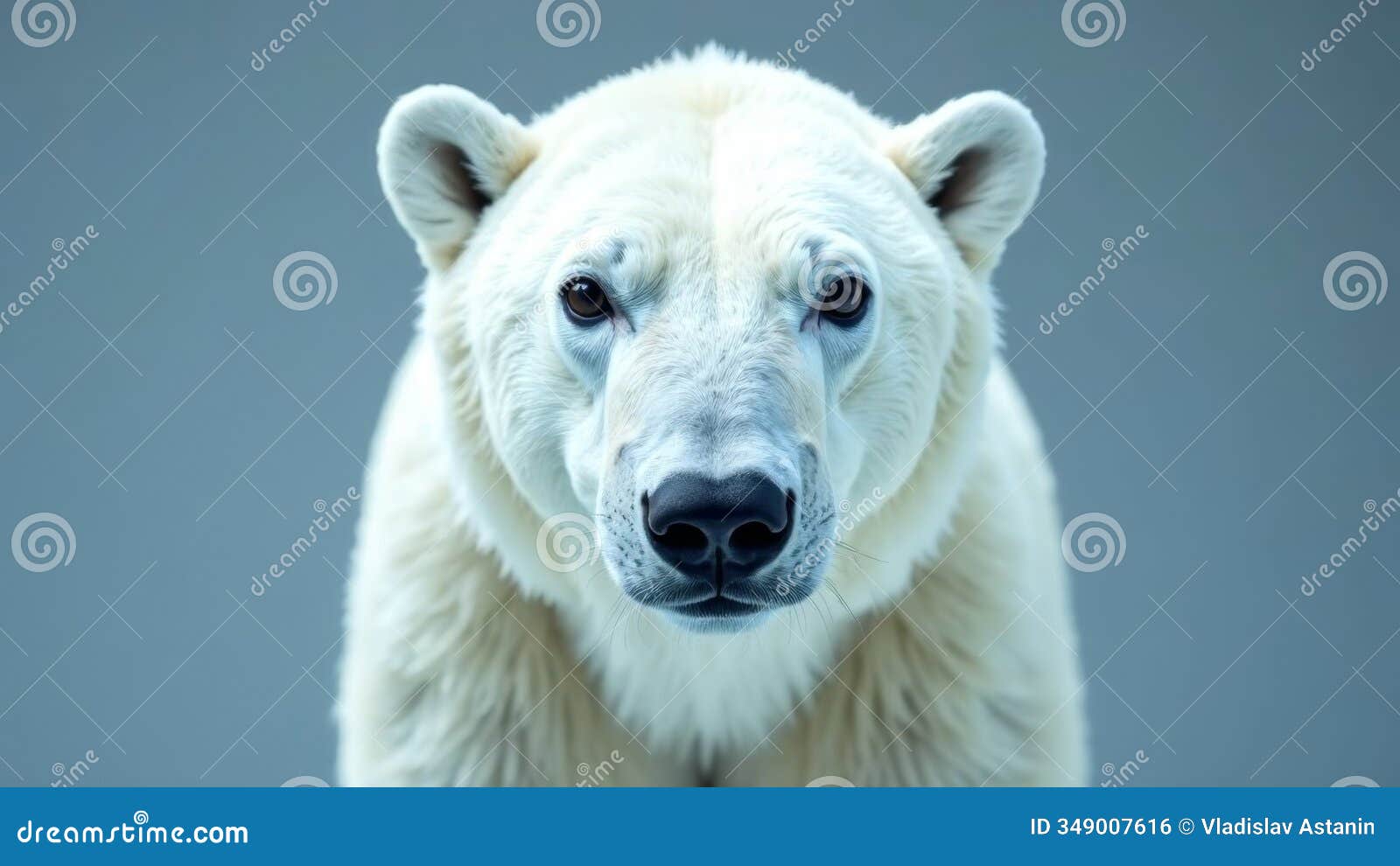 The Face of a Polar Bear Looking at the Camera Stock Photo - Image of ...