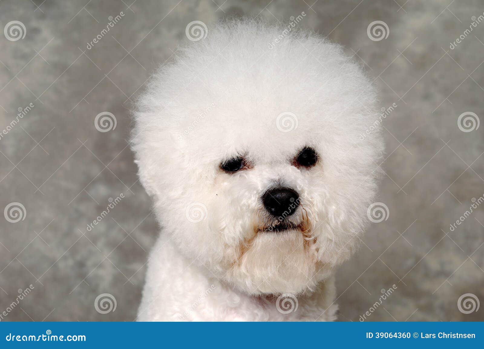 Face of poodle dog stock photo. Image of staring, little - 39064360