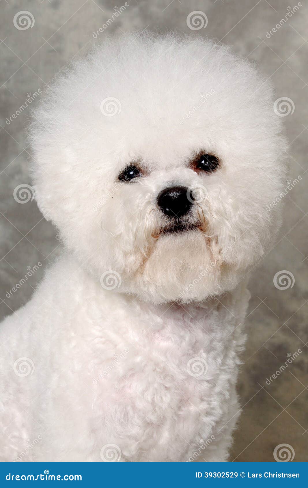 Face of poodle dog stock image. Image of purebred, friend - 39302529