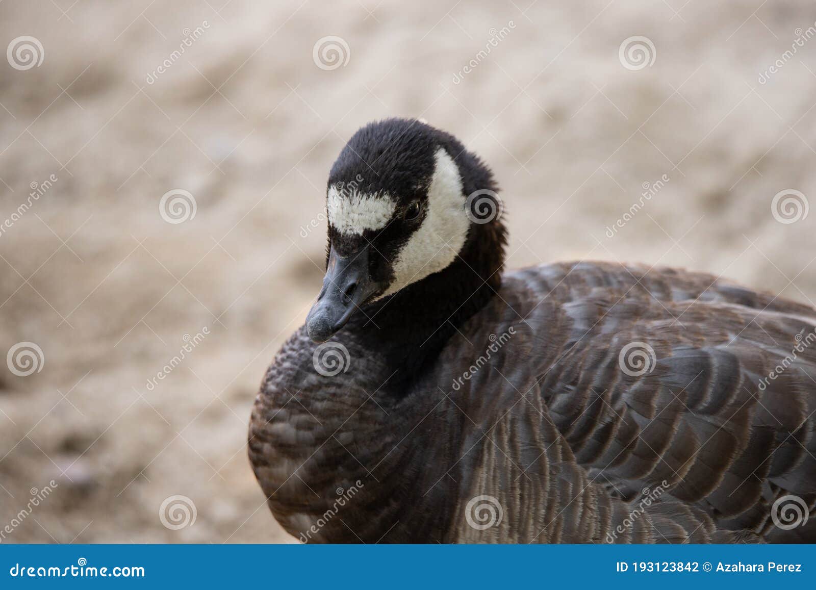 Face Portrait of a Barnacle Goose Stock Photo - Image of birds, cute ...