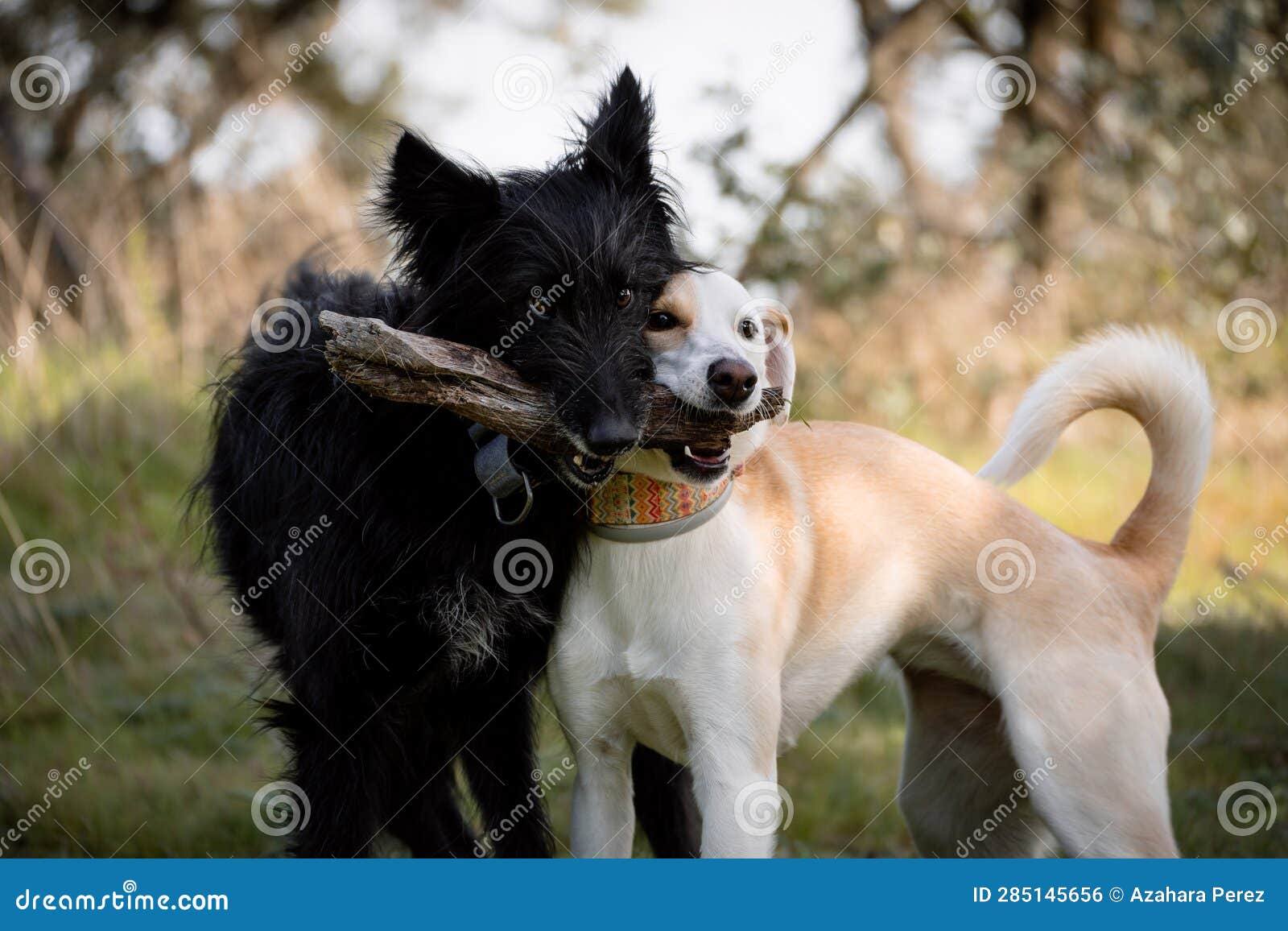 Face Portrait of Two Crossbred Dogs Playing with a Stick Stock Photo ...