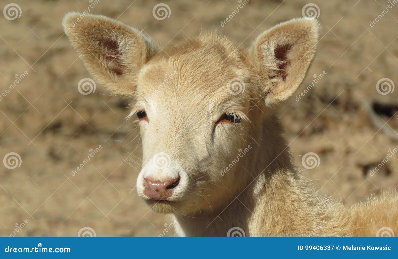 White fallow deer stock image. Image of goats, wildlife - 99406337