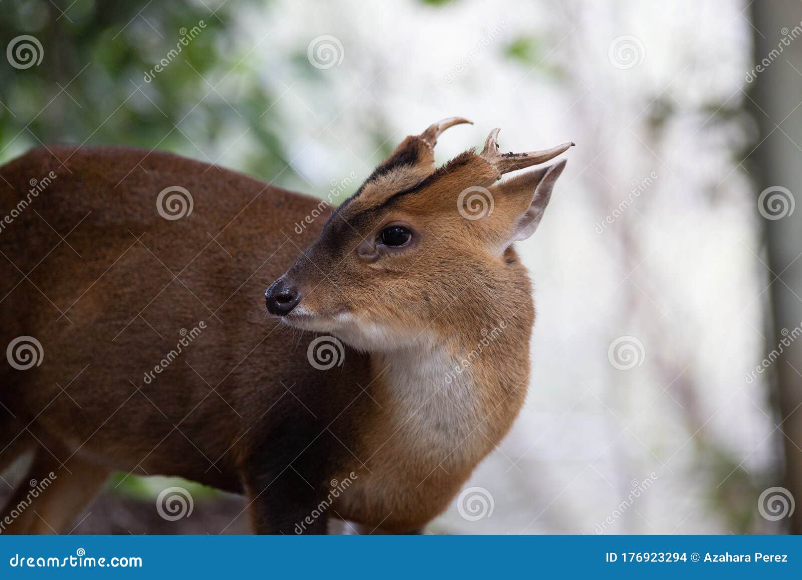 Face Portrait of a Young Male of Muntjac Deer Stock Photo - Image of ...