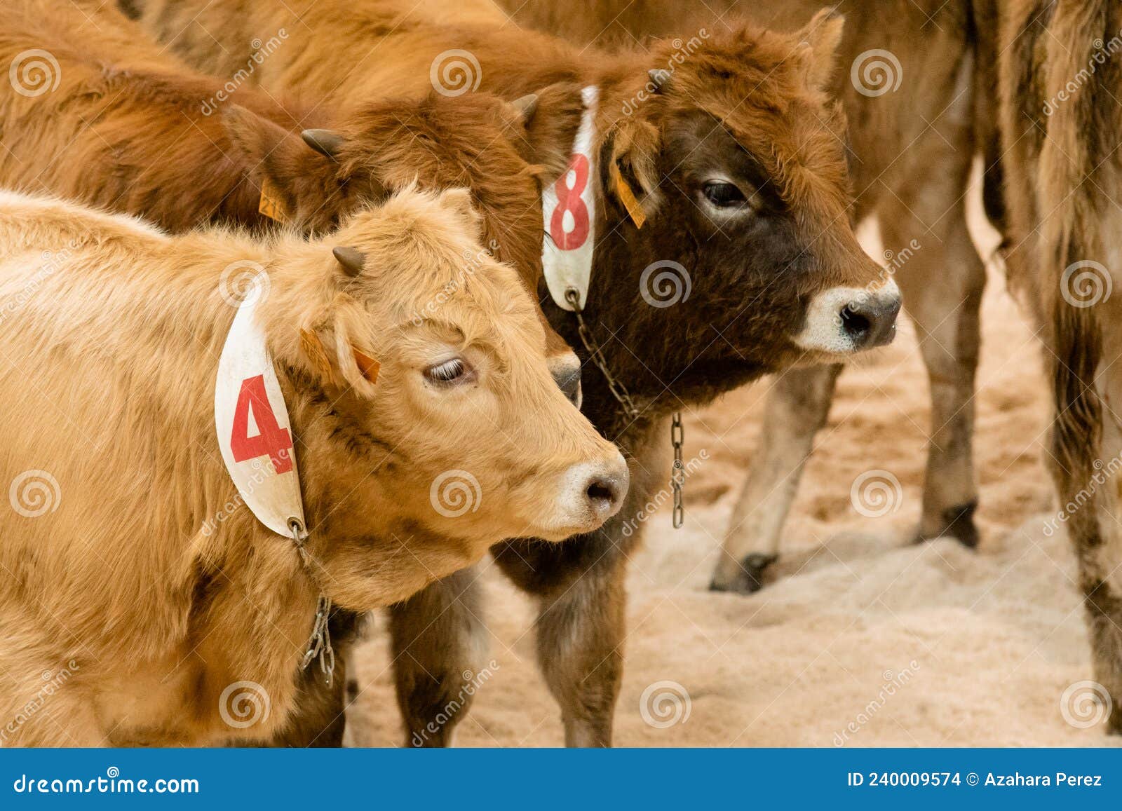 Face Portrait of a Young Red Cows Editorial Stock Image - Image of ...