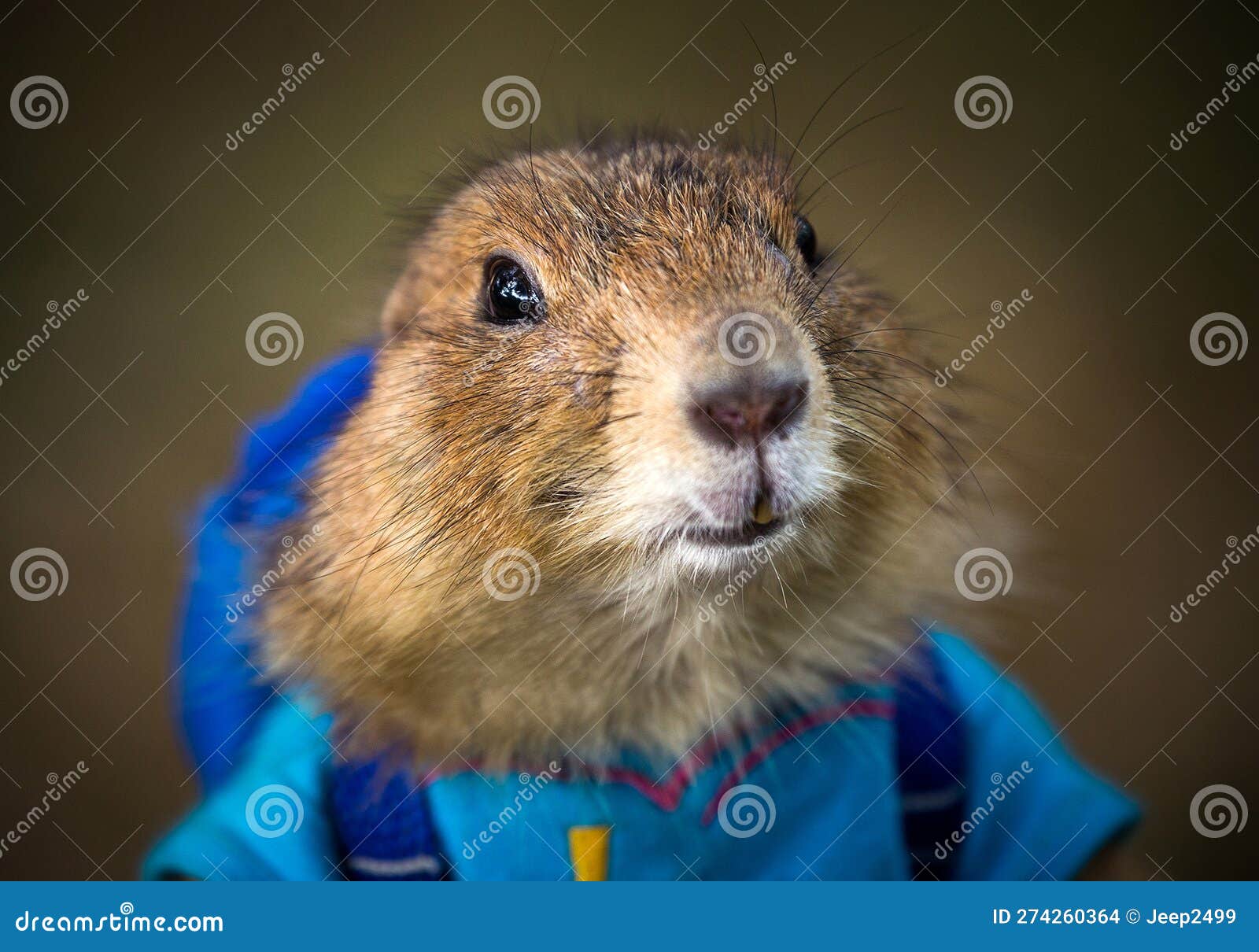 Face of prairie dog. stock photo. Image of prairie, mammal - 274260364