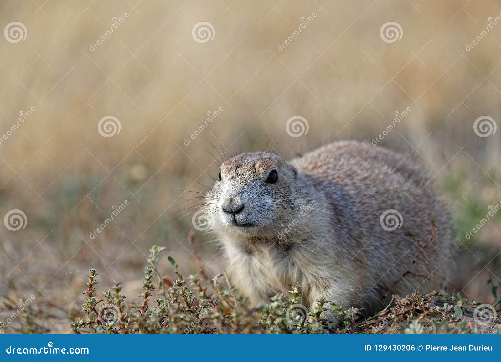 Face of a prairie dog stock photo. Image of devils, blacktailed - 129430206