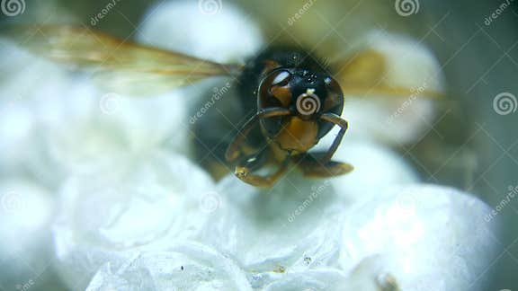 The Face of a Predator when he Was Young Stock Image - Image of ...