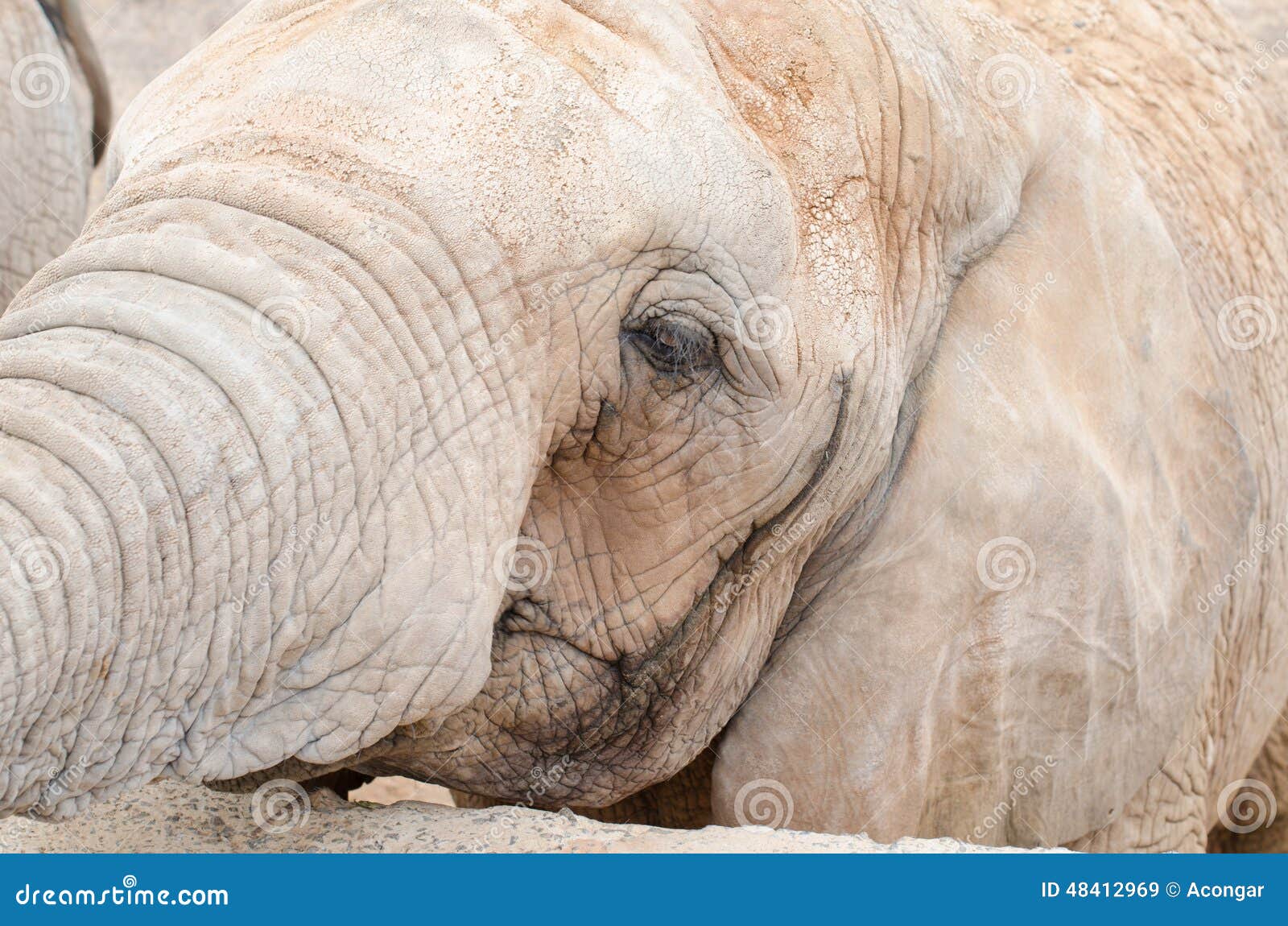 Face profile elephant stock image. Image of horizontal - 48412969