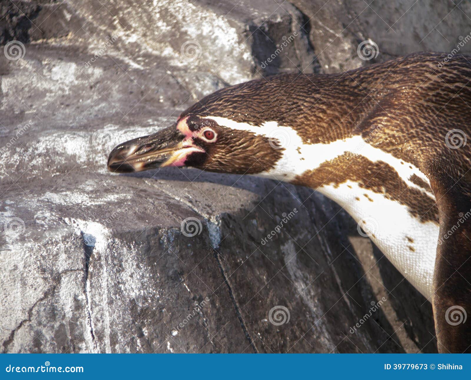 Face in Profile of Humboldt Penguin Stock Image - Image of penguin ...