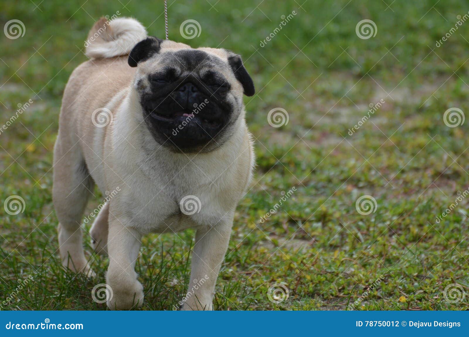 The Face of a Pug Dog stock photo. Image of mops, canine - 78750012