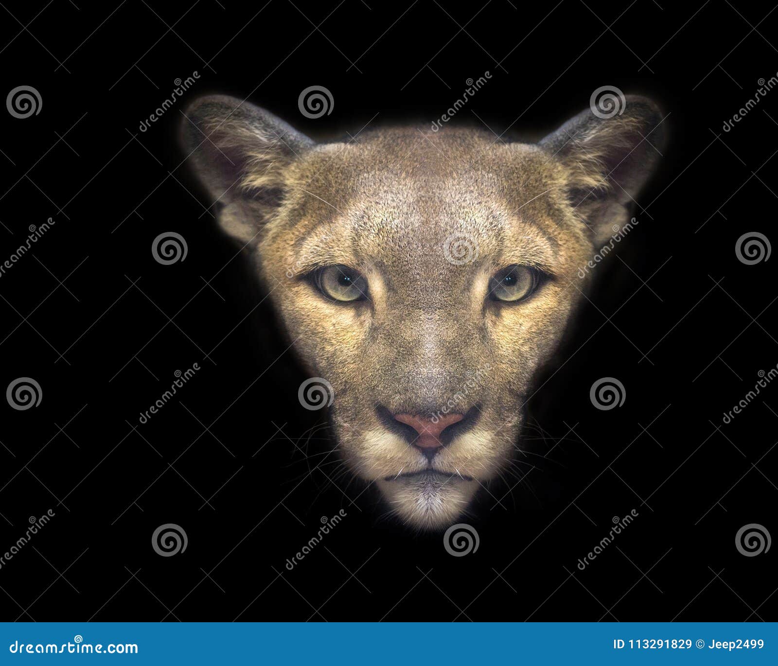 The face of a puma. stock image. Image of cougar, portrait - 113291829