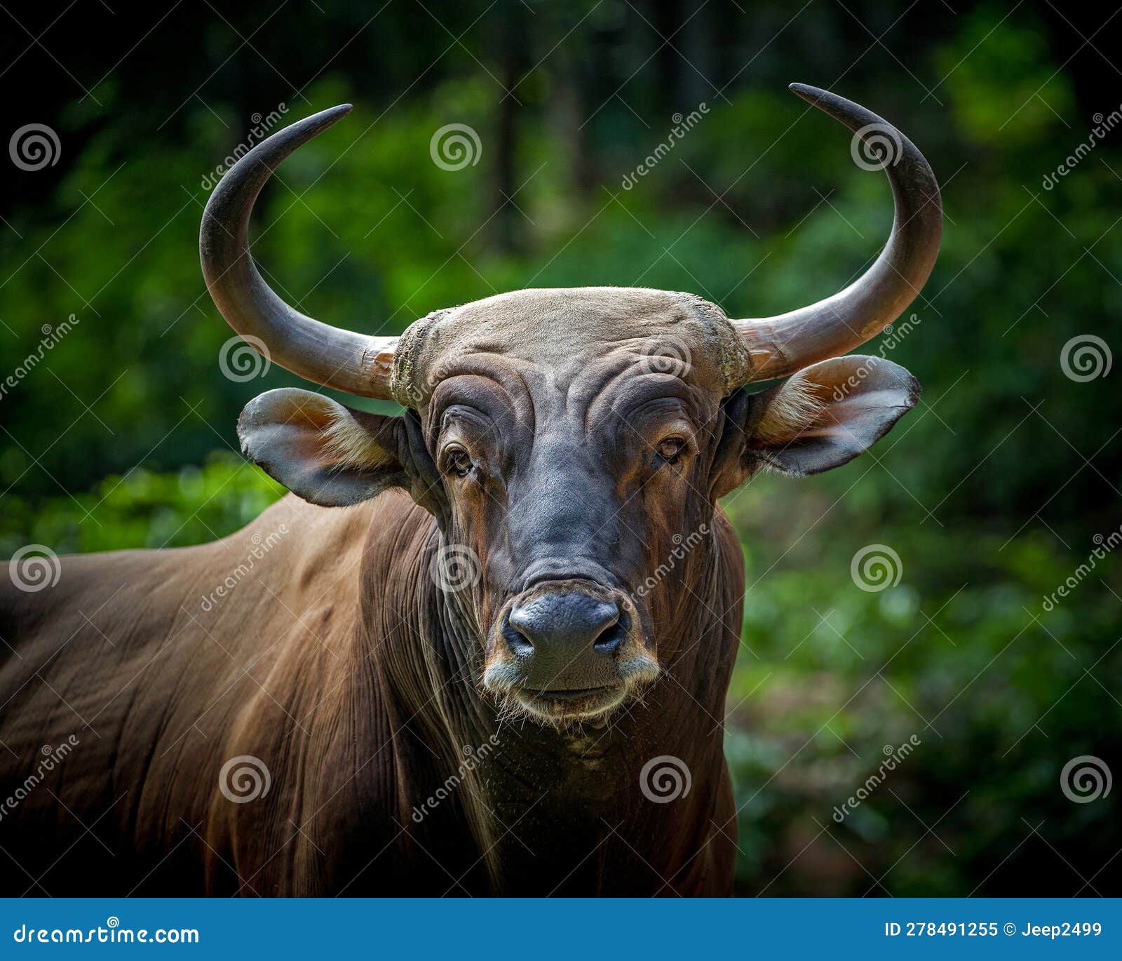 The face of the red bull. stock image. Image of grass - 278491255
