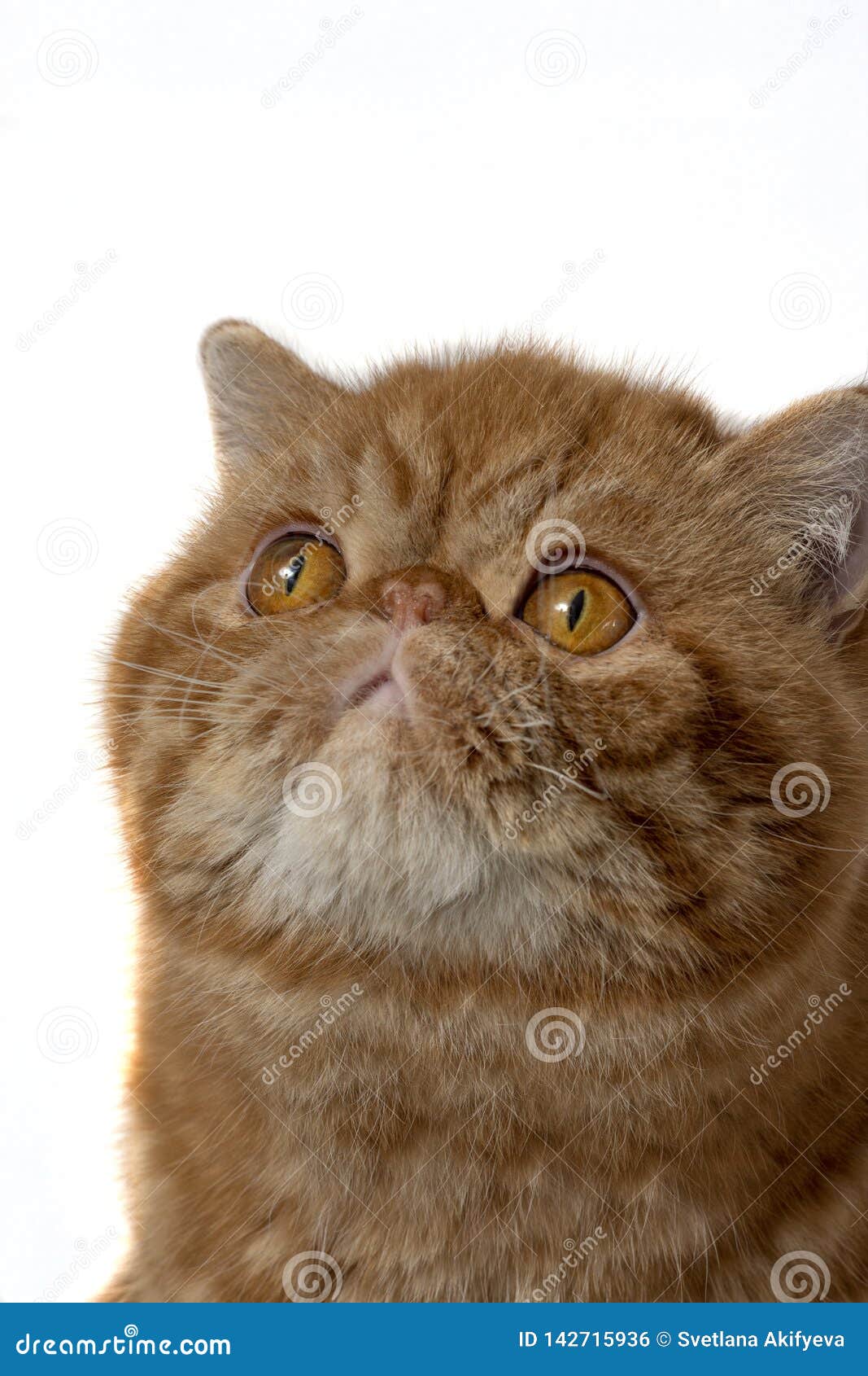 Face Red Exotic Kittens on White Background Stock Photo - Image of ...