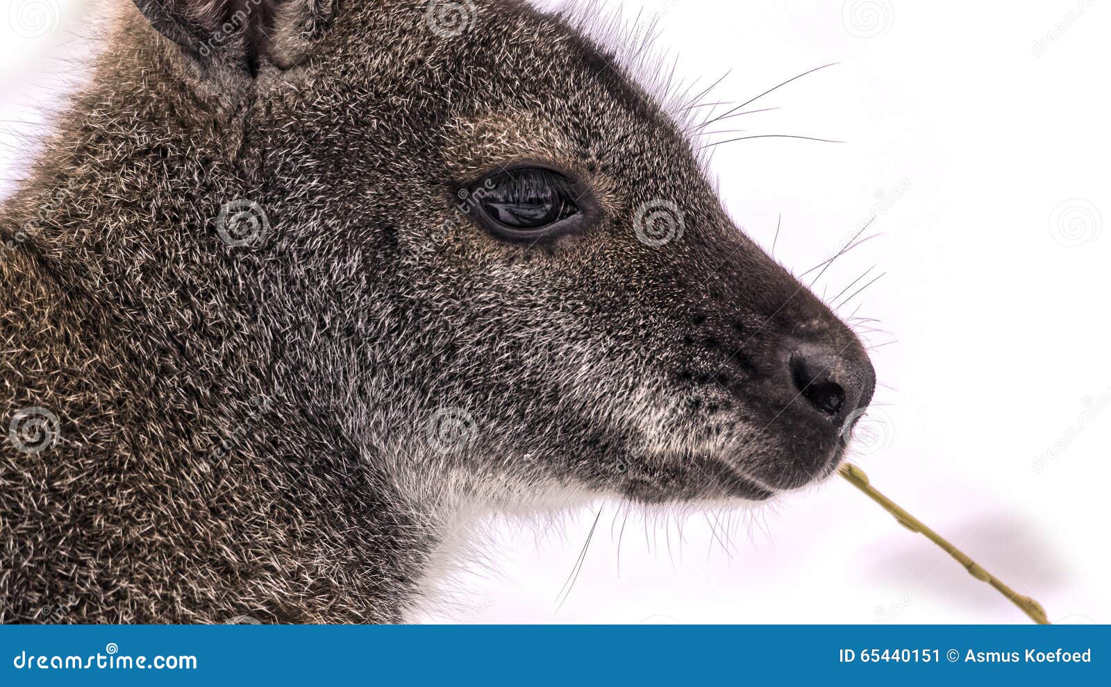 Face of a Red-necked Wallaby Stock Image - Image of wallaby, browsing ...