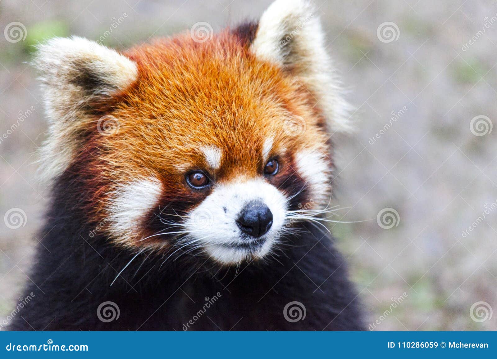 Face the Red Panda. the Male Red Panda on the Meadow . China. Stock ...