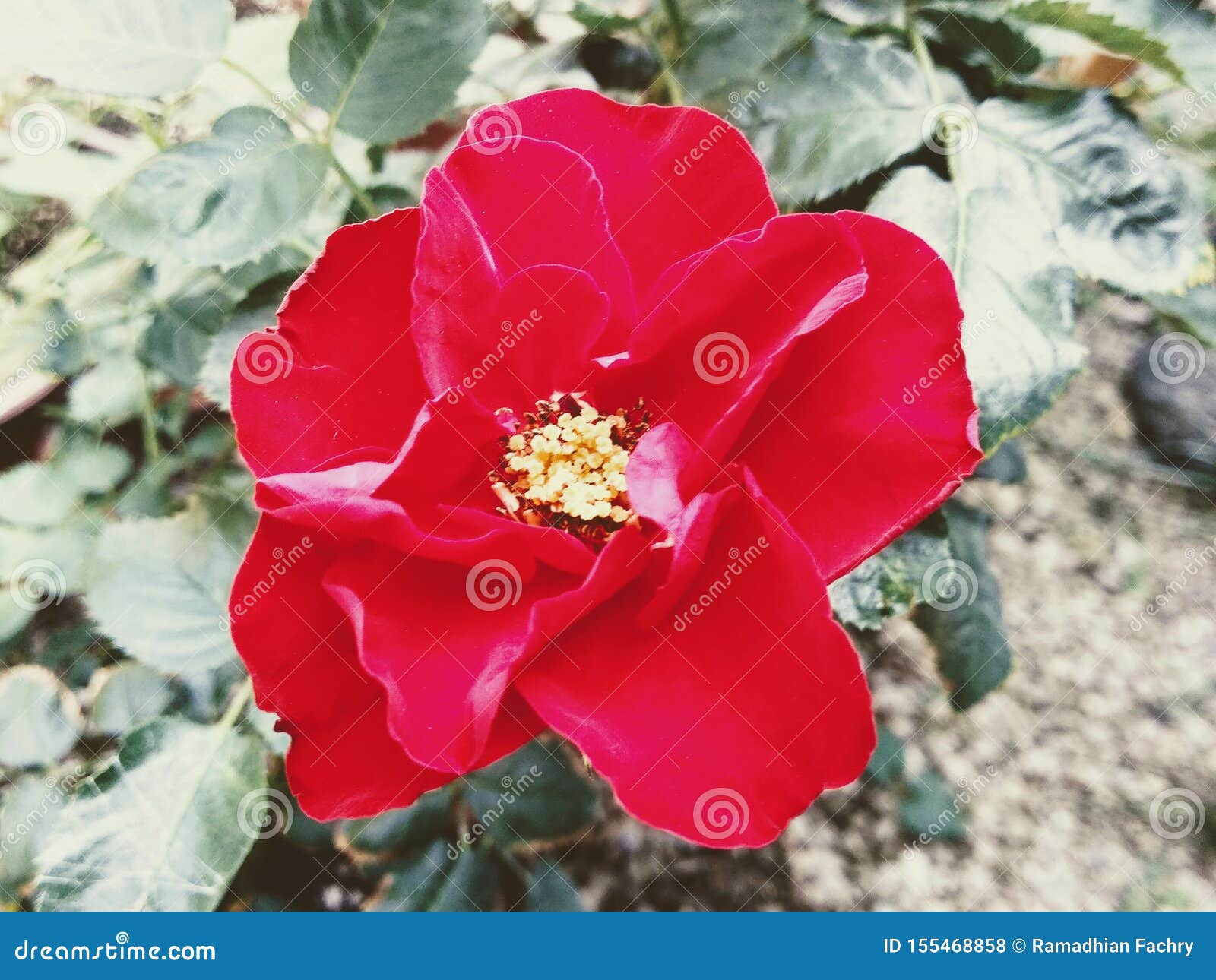 A Face of Red Rose stock photo. Image of beautiful, single - 155468858