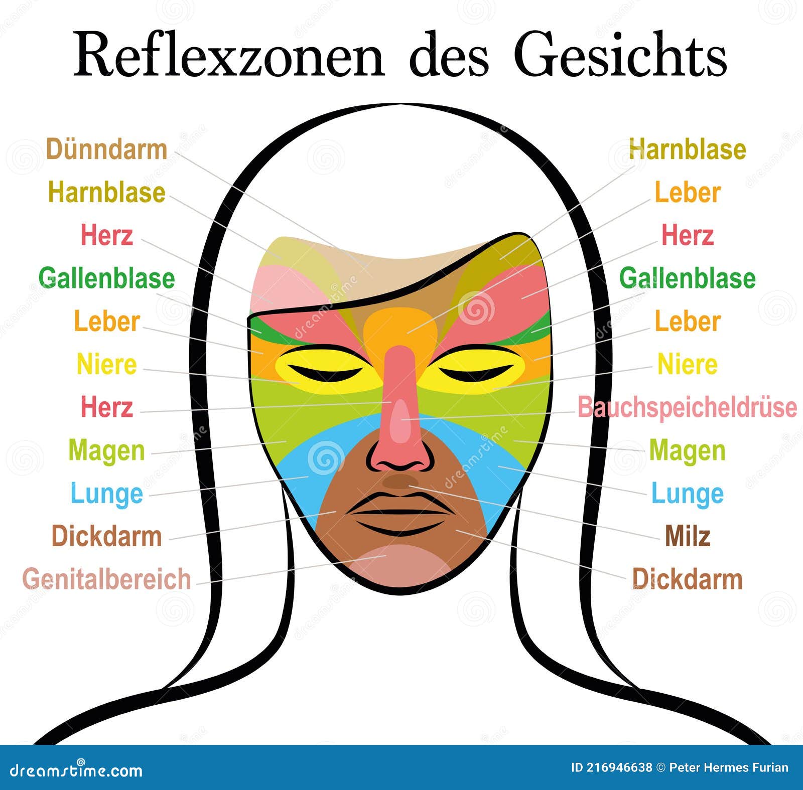Face Reflexology German Female Face Inner Organs Areas Chart Stock ...