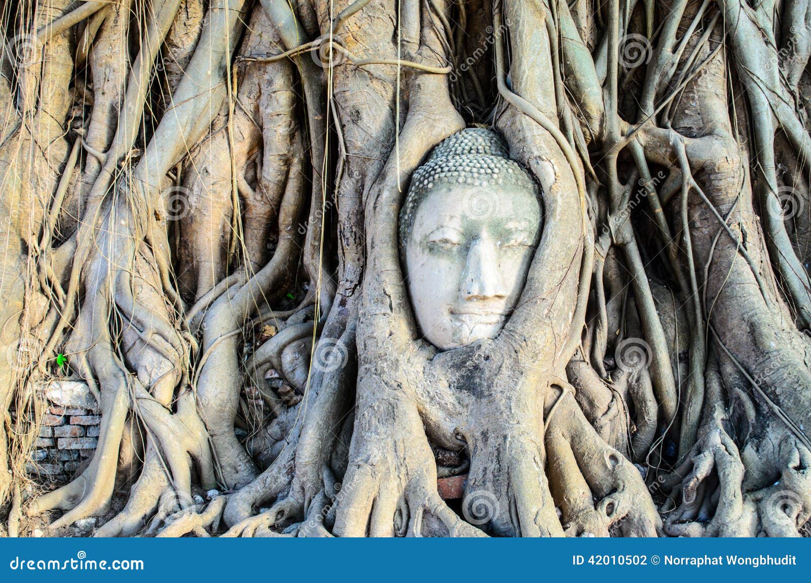 The Face in the Root stock photo. Image of landmark, head - 42010502