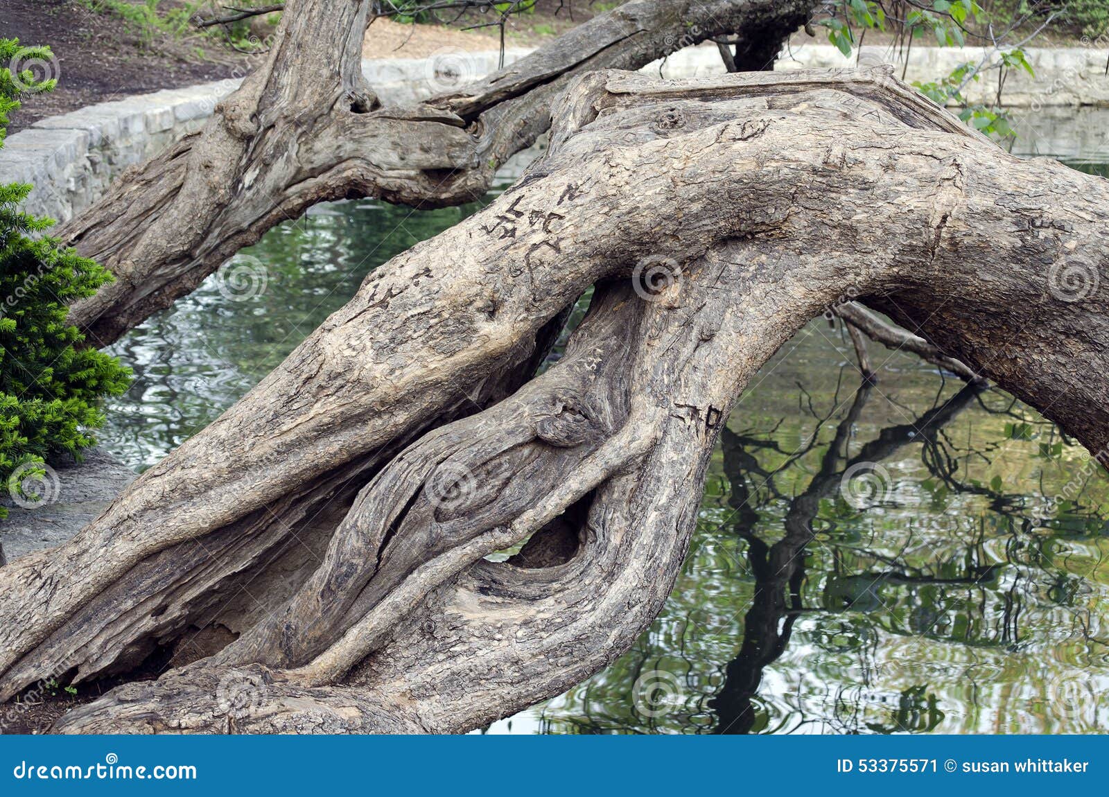 Face root stock image. Image of roots, tree, carvings - 53375571