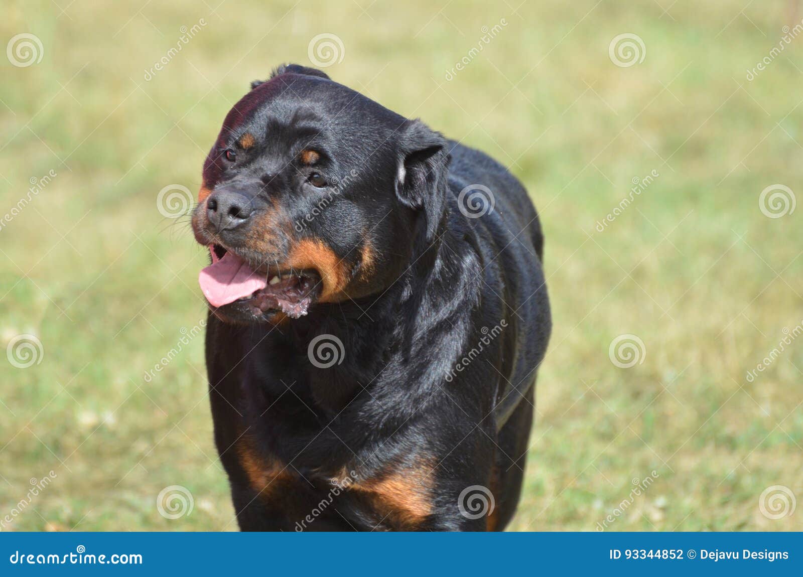 Face of a Rottweiler Dog stock photo. Image of rottie - 93344852