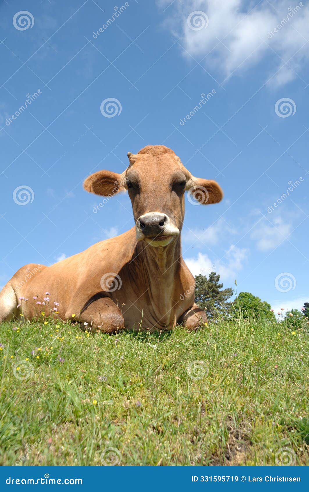 Face of Sad Cow Resting on Green Grass Stock Image - Image of field ...