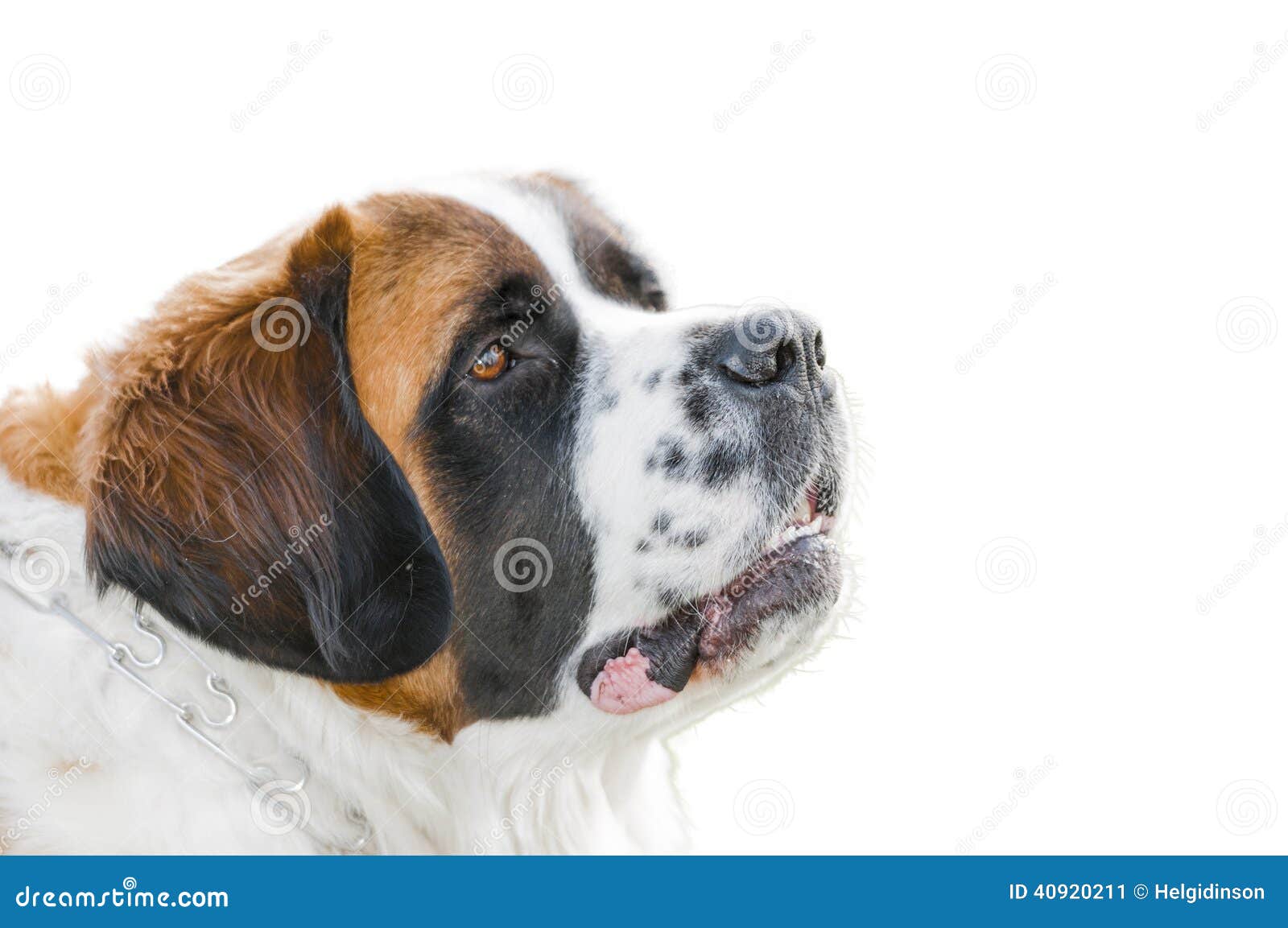 Face of Saint Bernard Dog Breed Stock Image - Image of animal, lawn ...