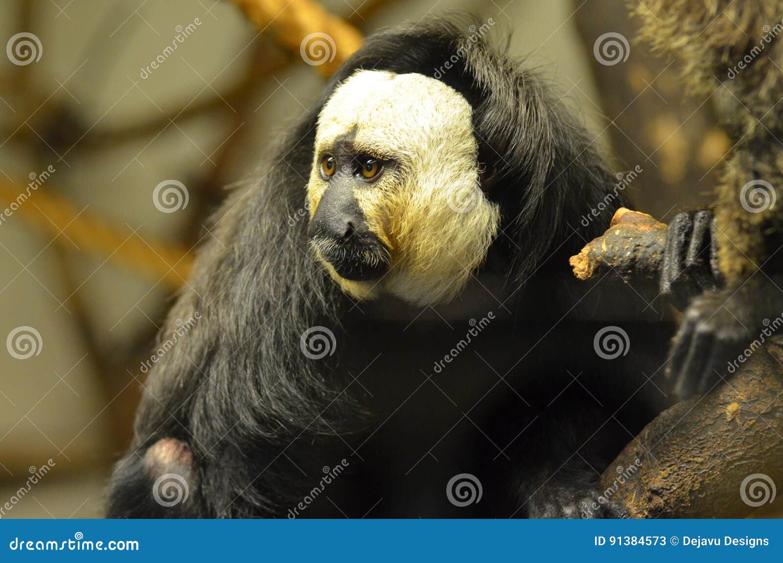 Face of a Saki Monkey stock image. Image of cute, wildlife - 91384573