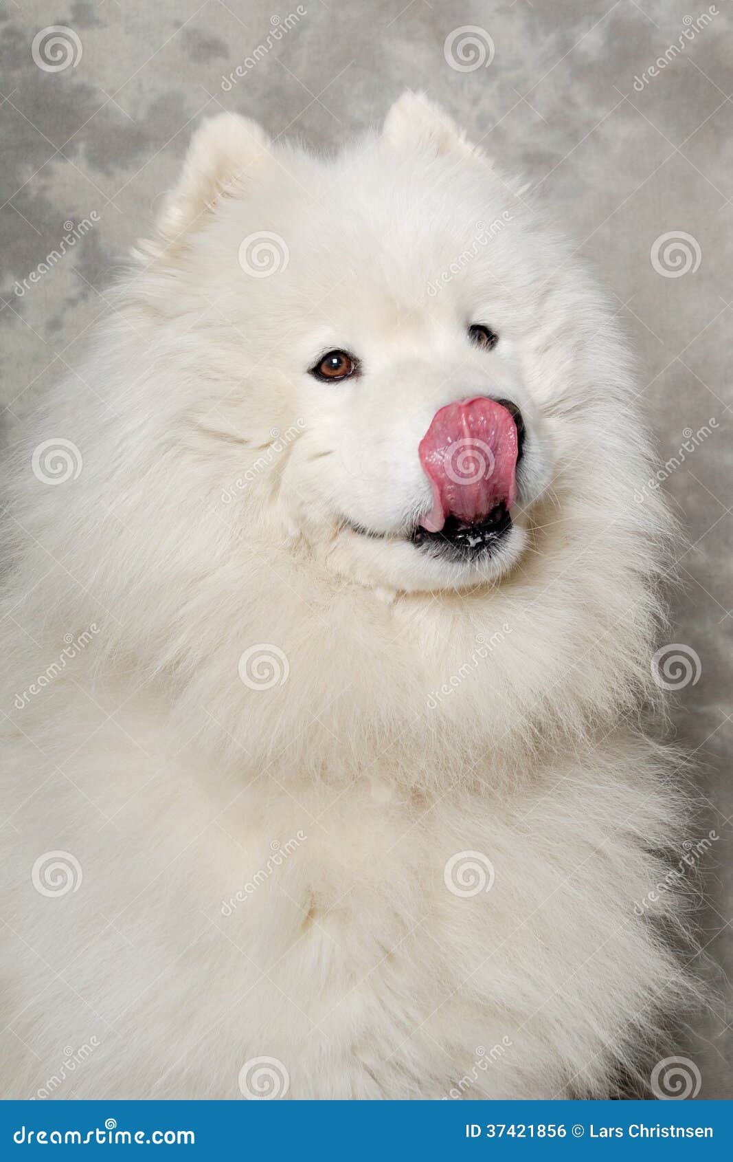 Face of samoyed dog stock photo. Image of looking, charming - 37421856